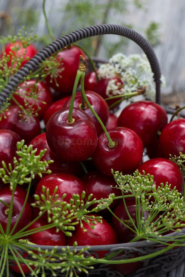 Cherries stock photo. Image of harvest, small, cherry - 44916442