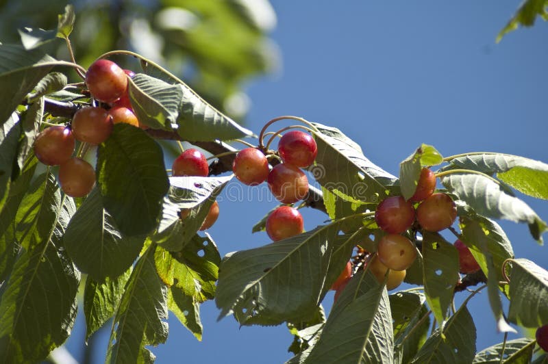 Cherries on the tree stock photo. Image of green, freshness - 41265998
