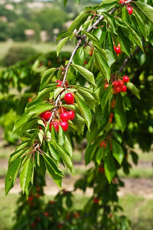 Cherries on Tree stock photo. Image of green, eating - 25823372
