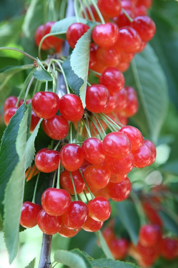 Cherries on Tree stock photo. Image of berry, fresh, nature - 2645864