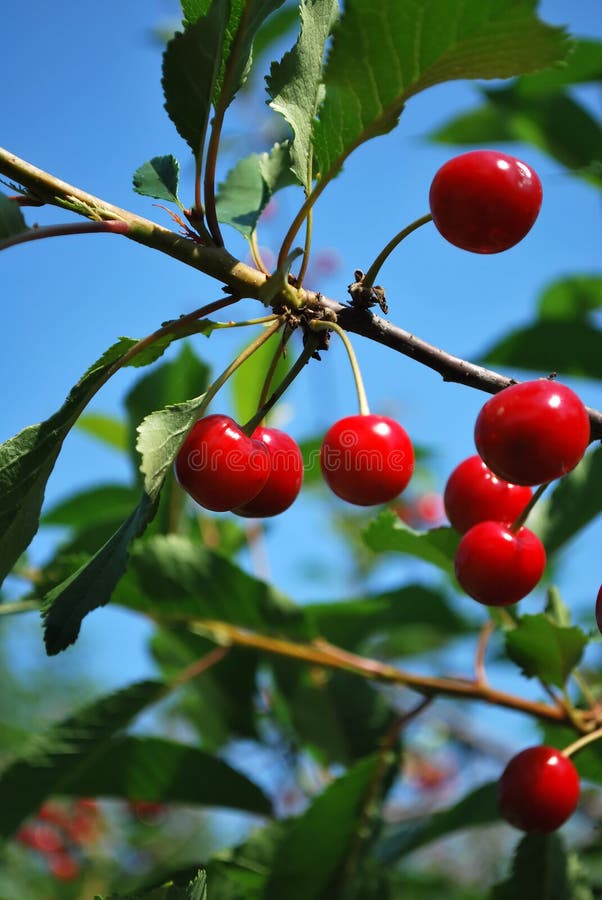 Cherry tree stock photo. Image of tree, farm, spring - 31620126