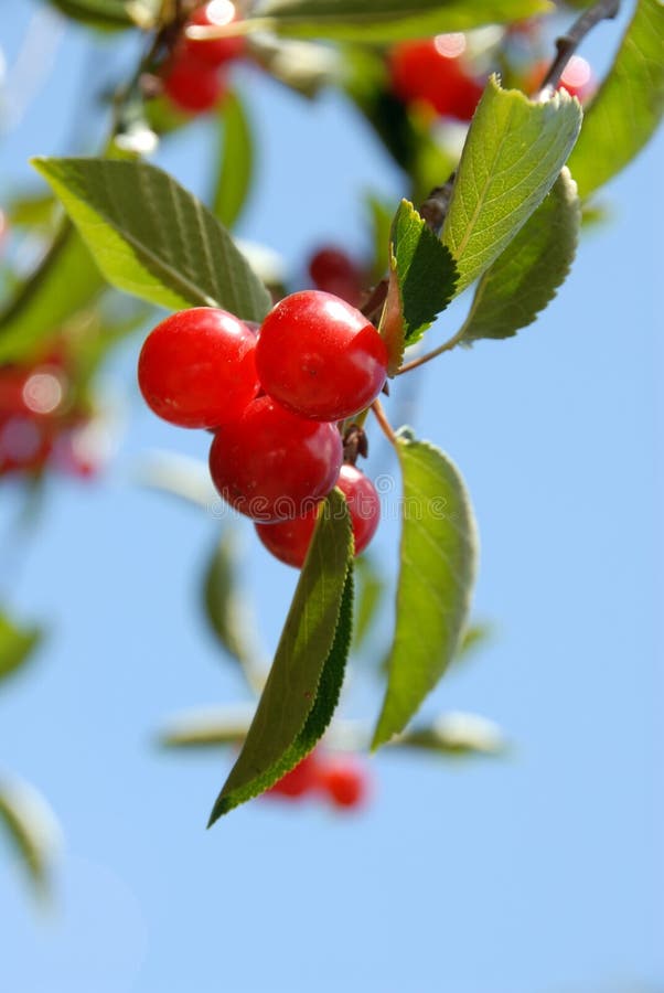 Cherries in the tree stock image. Image of tasty, healthy - 862217