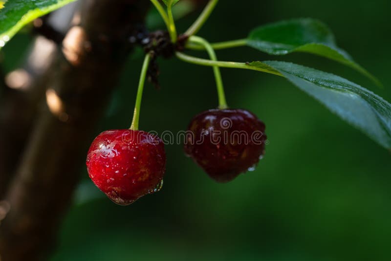 Cherries on Tree Branch. Close-up of Cherries Growing on a Tree Stock ...