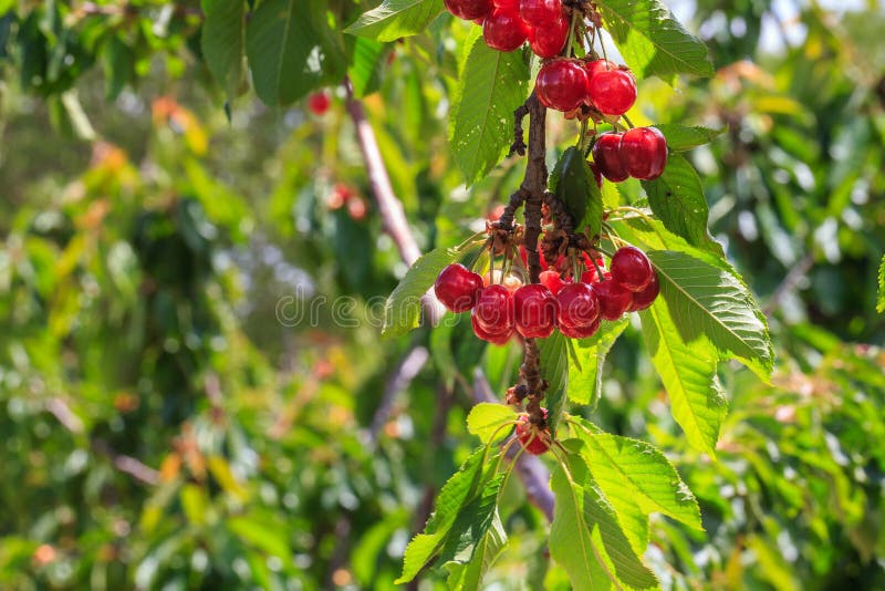 Cherries Tree, Cherries on the Tree Branch. Stock Image - Image of ...