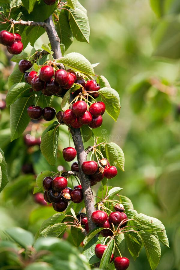 Cherries on a tree stock image. Image of cherries, healthy - 47889919