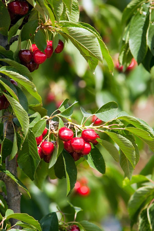 Cherries on a tree stock photo. Image of cherry, healthy - 47890274