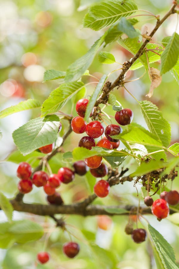Cherries on tree stock image. Image of isolated, juicy - 41707001