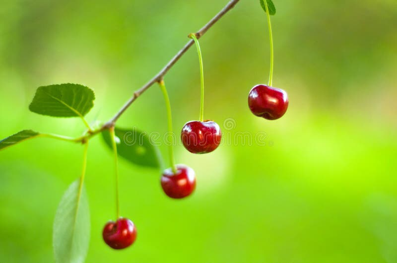 Cherries in the tree stock image. Image of field, side - 31734381
