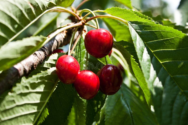 Cherries on the Tree stock photo. Image of cherries, branch - 55830364