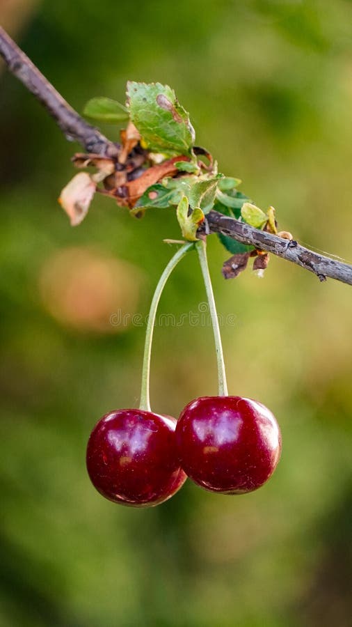 Cherries on the Tree Poland Garden Chery Red Fruit Stock Photo - Image ...