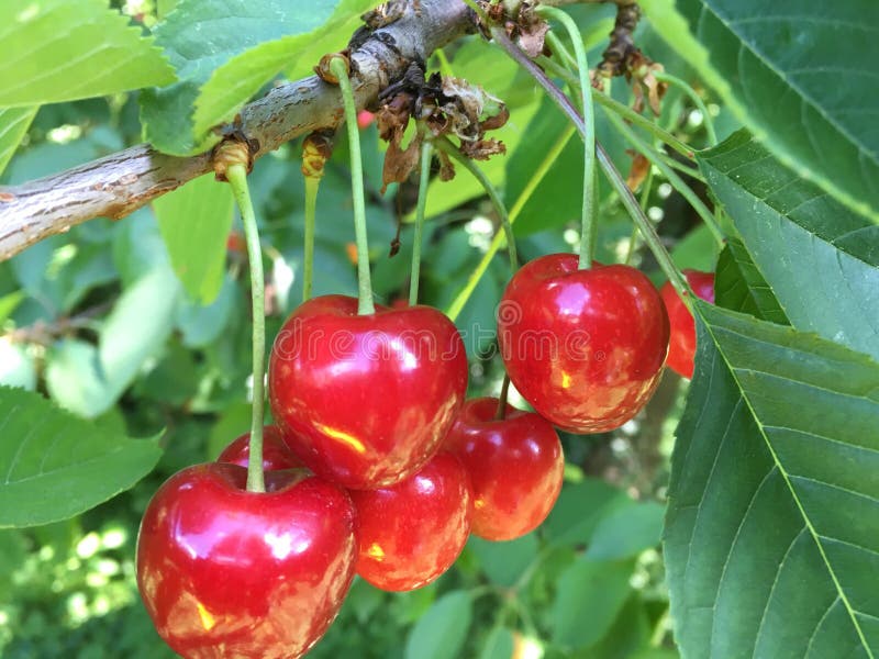 Cherries on a tree stock photo. Image of refresh, wonderful - 94298646