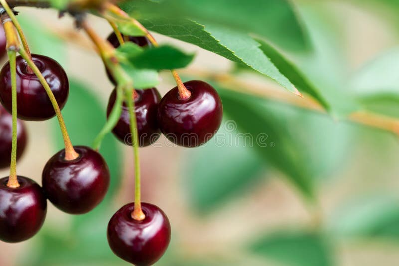 Cherries on the tree stock photo. Image of green, crop - 137340294