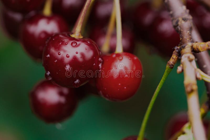 Cherries on the tree stock image. Image of drop, harvesting - 137340651