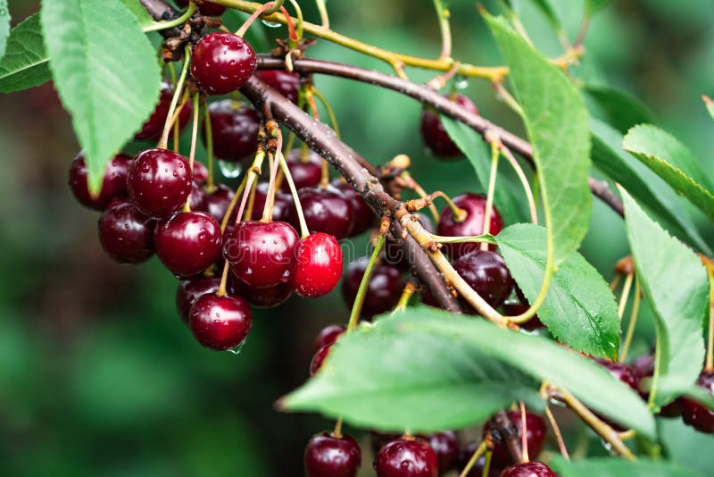 Cherries on the tree stock photo. Image of dessert, branch - 137340788