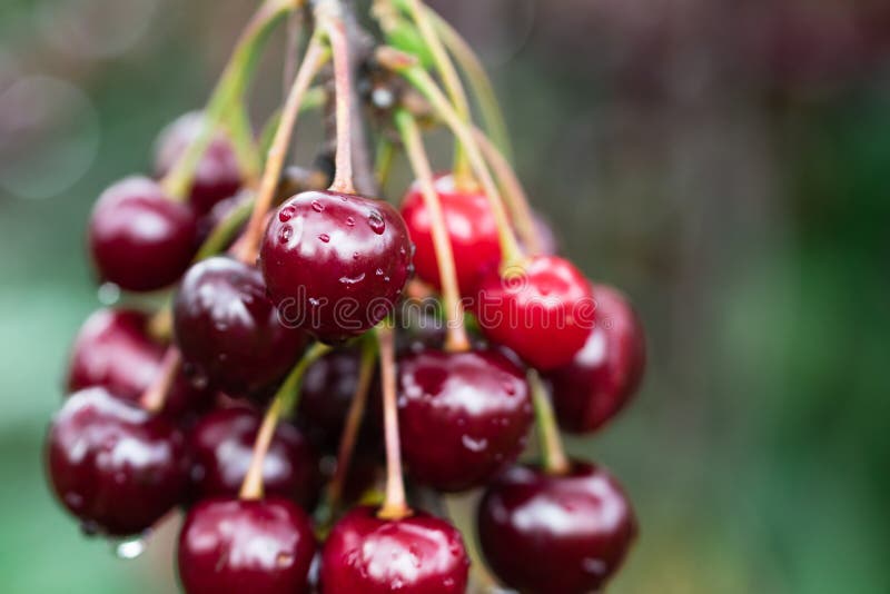 Cherries on the tree stock photo. Image of macro, crop - 137340844