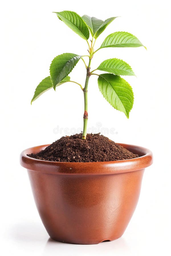 Cherries Tree Sapling in a Pot Stock Illustration - Illustration of ...