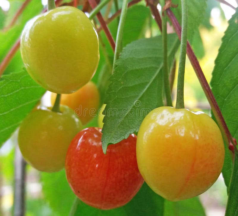 Cherries on the tree stock photo. Image of picking, healthy - 93297008
