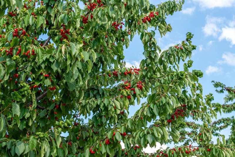 Cherries on the Trees in Summertime Stock Photo - Image of cheery ...