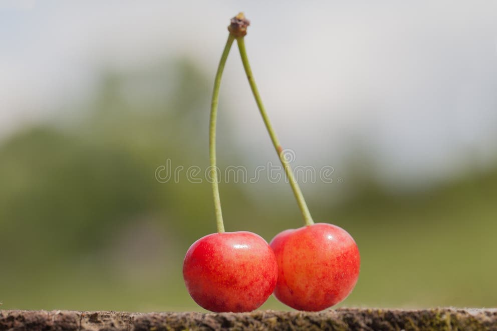 Cherries. stock image. Image of natural, ripe, macro - 32293879