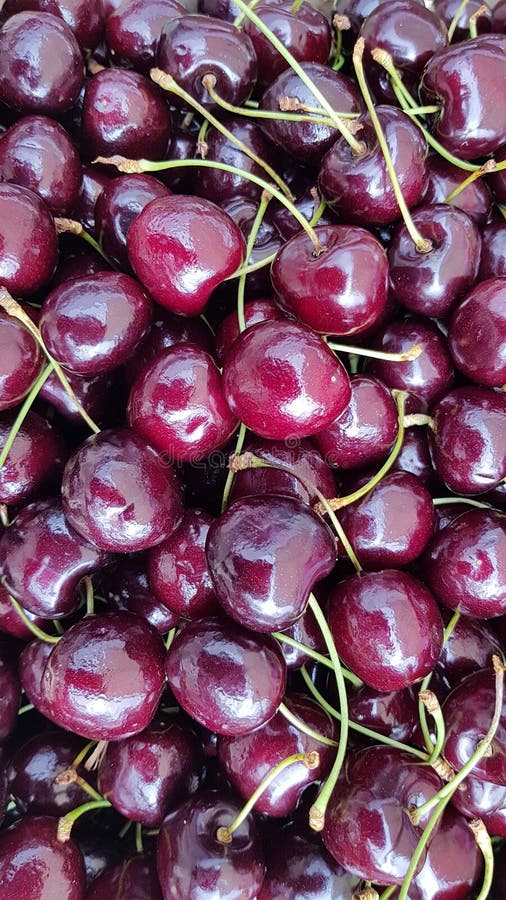 Cherrirs stock photo. Image of tasty, cherries, sweet - 96864798