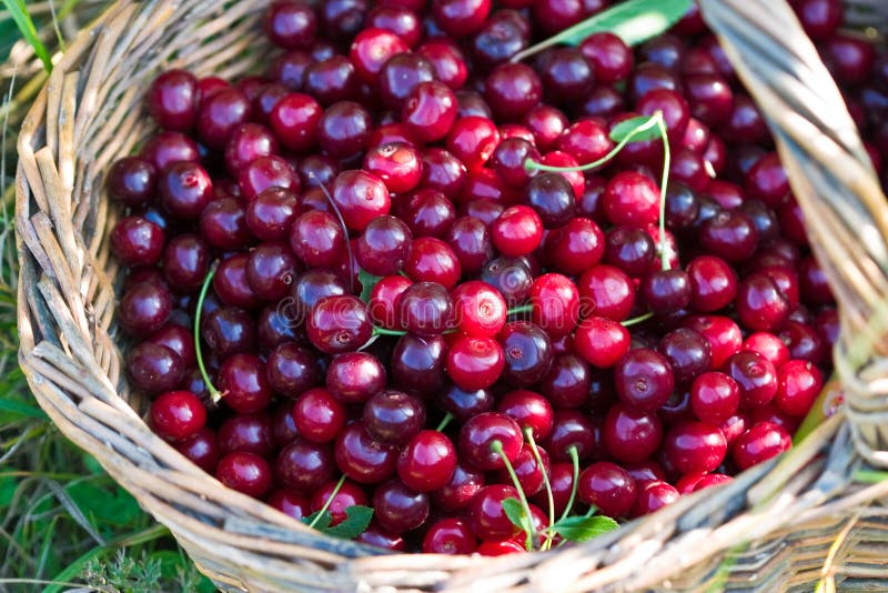 Cherry stock image. Image of cherry, ripe, delicious - 10078483