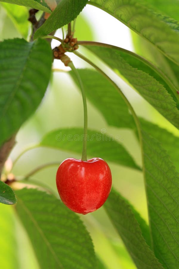 Cherry stock image. Image of cocktail, branch, honeyed - 11133501