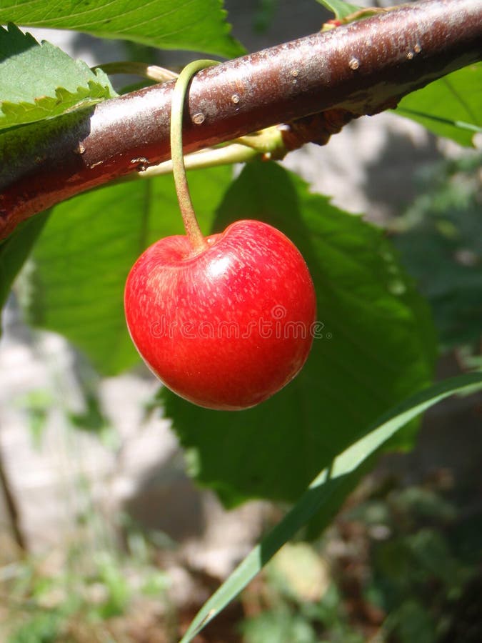 Cherry stock photo. Image of stone, tree, single, fruit - 13002814