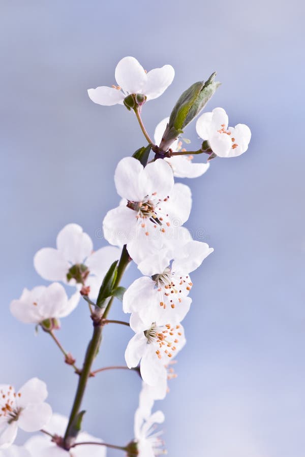 Cherry stock photo. Image of blossom, closeup, life, season - 13548436