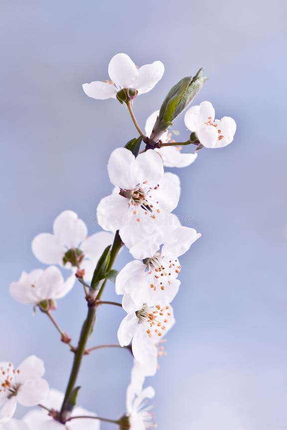 Cherry stock photo. Image of blossom, closeup, life, season - 13548436