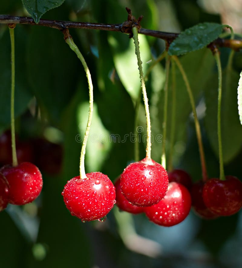 Cherry stock image. Image of food, garden, pulpy, sweet - 15945509