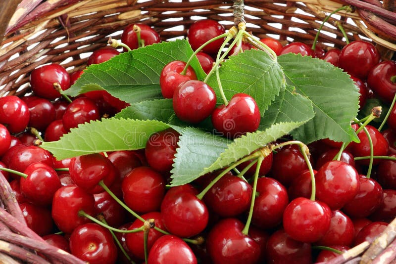 Cherry stock photo. Image of juicy, macro, berry, gorgeous - 16676218