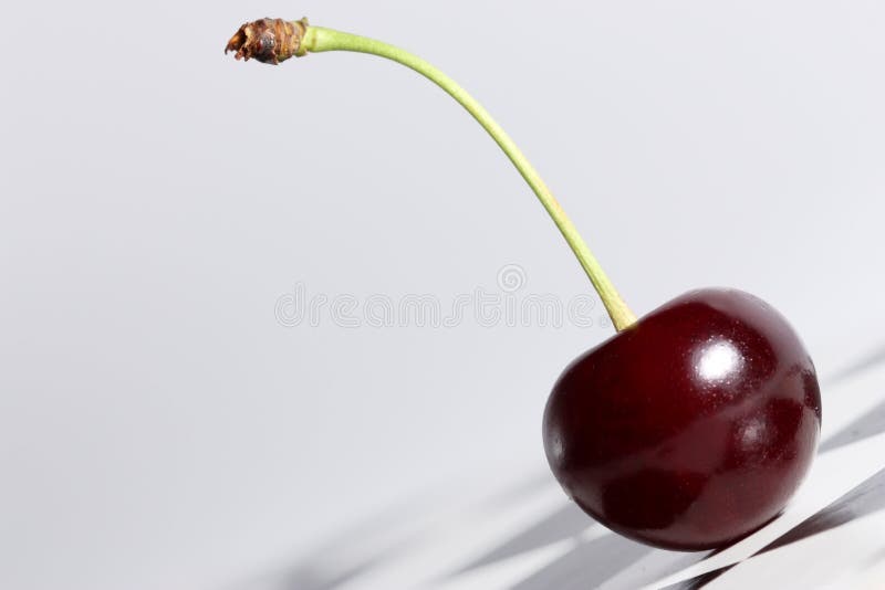 Single Black Cherry stock photo. Image of nutritious, nutrition - 1680114