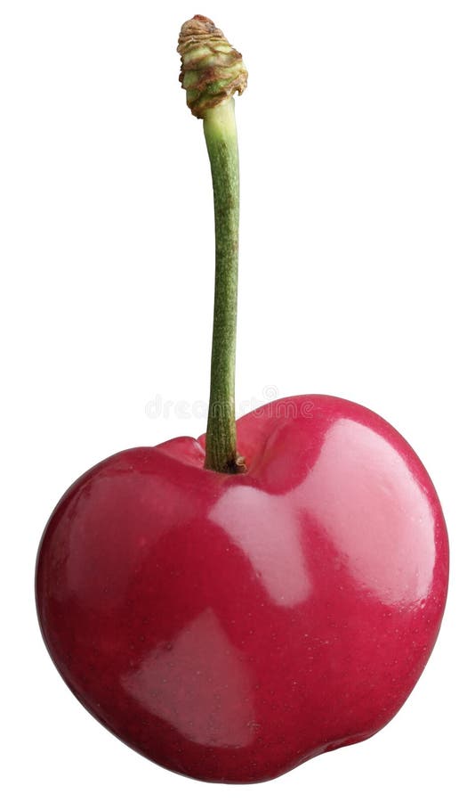 Cherry stock photo. Image of spring, juice, sweet, tasty - 231364