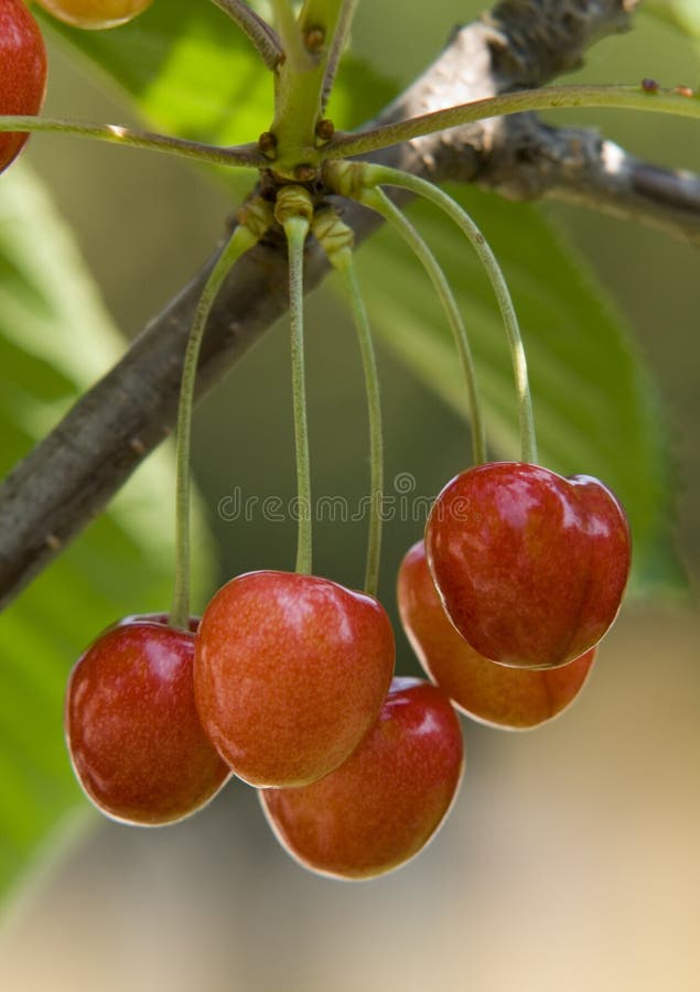 Cherry 3 stock photo. Image of blade, tree, fruit, drupe - 2580250