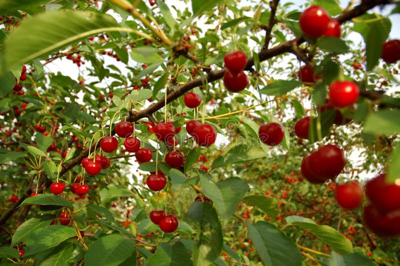 Cherry_3 stock image. Image of cherry, pill, agriculture - 2729867