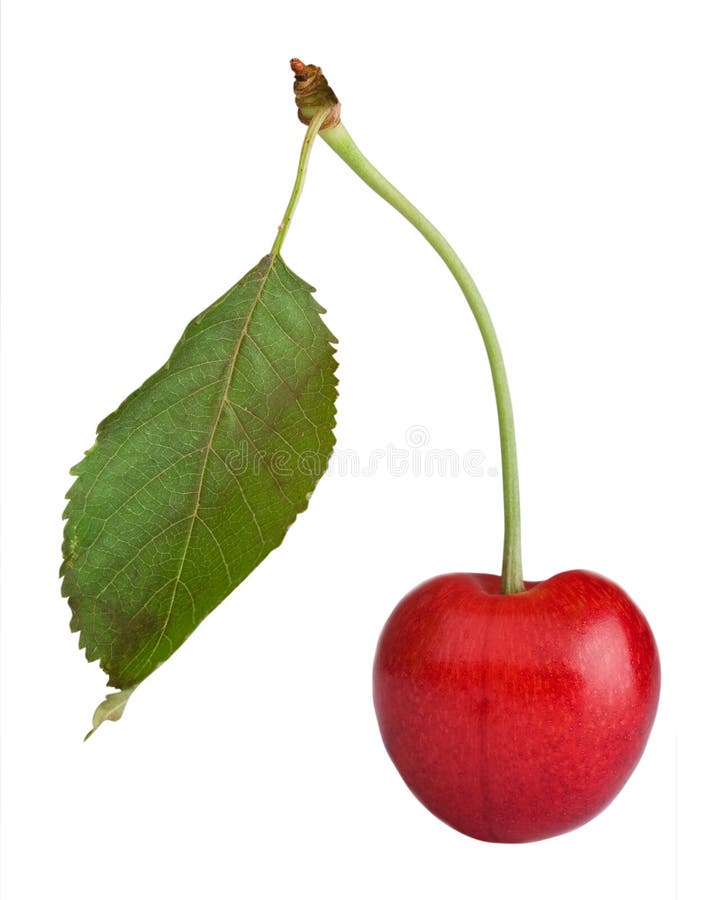 Cherry stock image. Image of shiny, kitchen, healthy, natural - 5566943