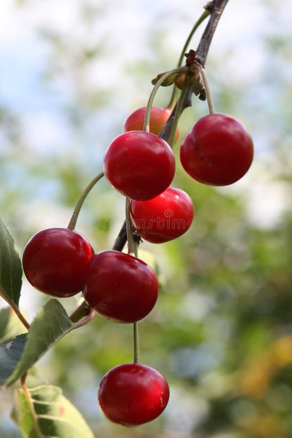 Sour cherry stock image. Image of agriculture, market - 25243059