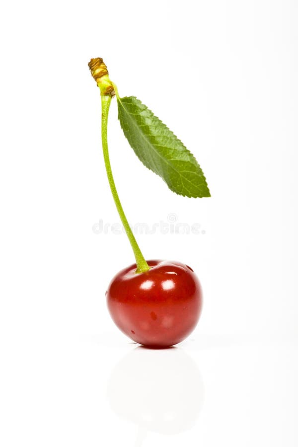 Single Black Cherry stock photo. Image of nutritious, nutrition - 1680114