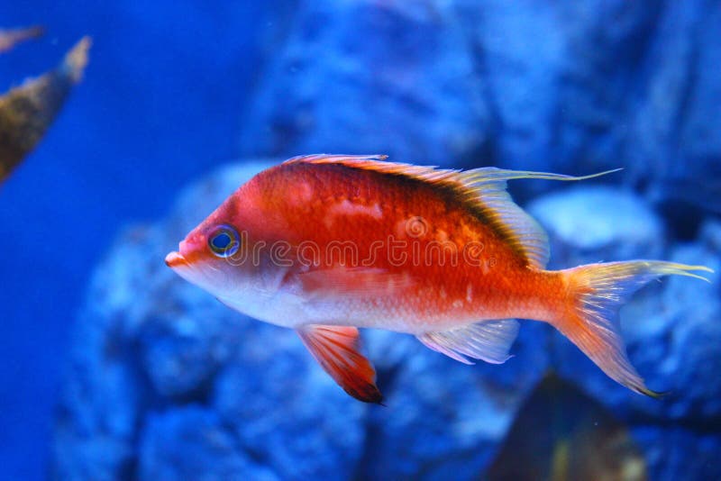 Bulleye Fish in Pacific Ocean Stock Photo - Image of blue, diving: 19845026
