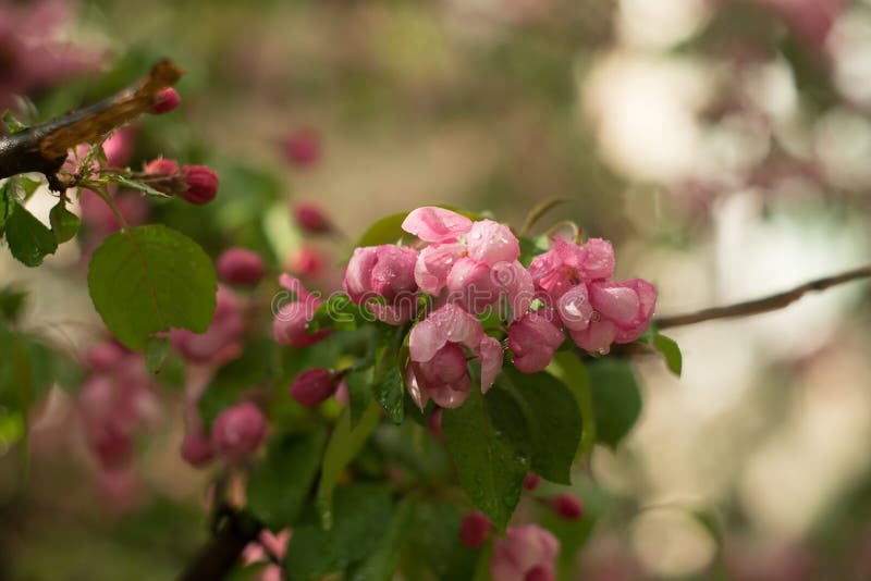 Cherry, Apple Tree Blossom. Spring Nature Background Stock Photo ...