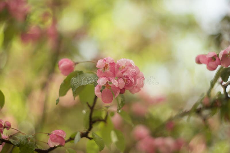Cherry Apple Tree Blossom, Spring Nature Background. Stock Image ...
