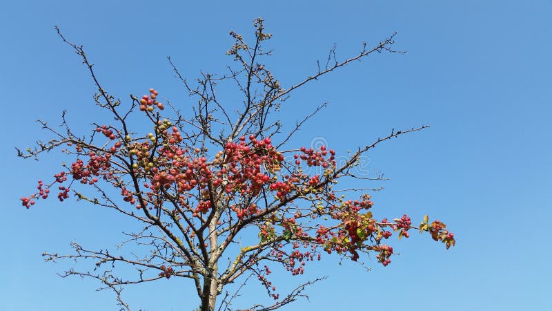 Wild Mini Apples Cherry Tree Stock Photo - Image of cloud, falling ...