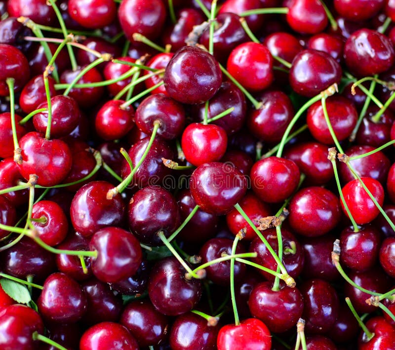Cherry background stock photo. Image of isolated, green - 151705290