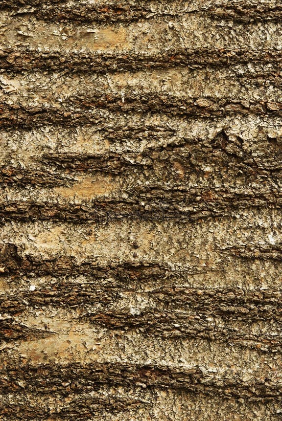 1,355 Cherry Tree Bark Texture Stock Photos - Free & Royalty-Free Stock ...