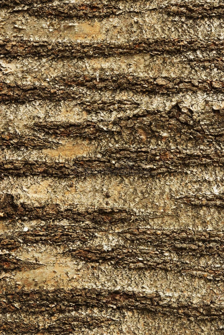 1,305 Cherry Tree Bark Texture Stock Photos - Free & Royalty-Free Stock ...