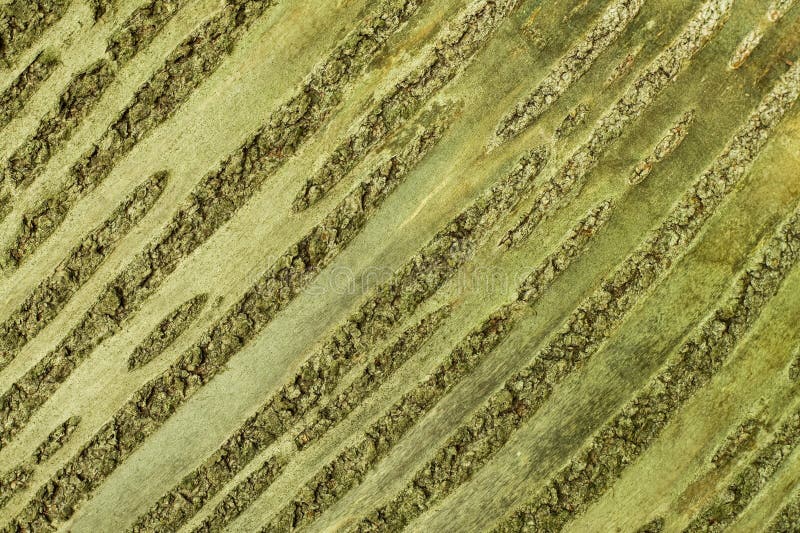 Cherry Bark with Diagonal Texture Isolated Stock Image - Image of lines ...