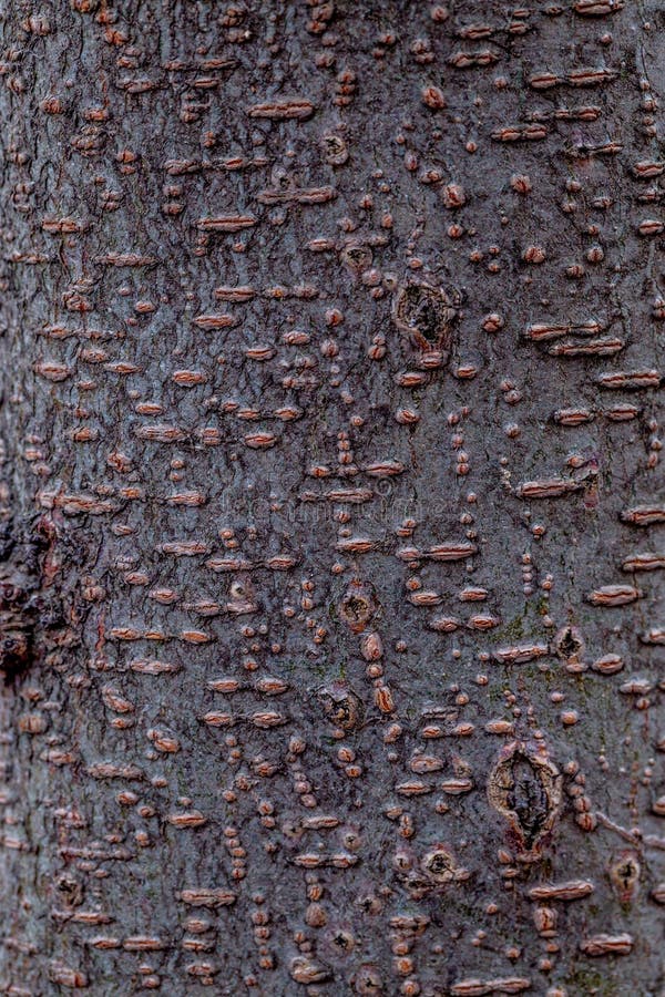 Cherry bark macro stock photo. Image of aging, line, closeup - 80836786