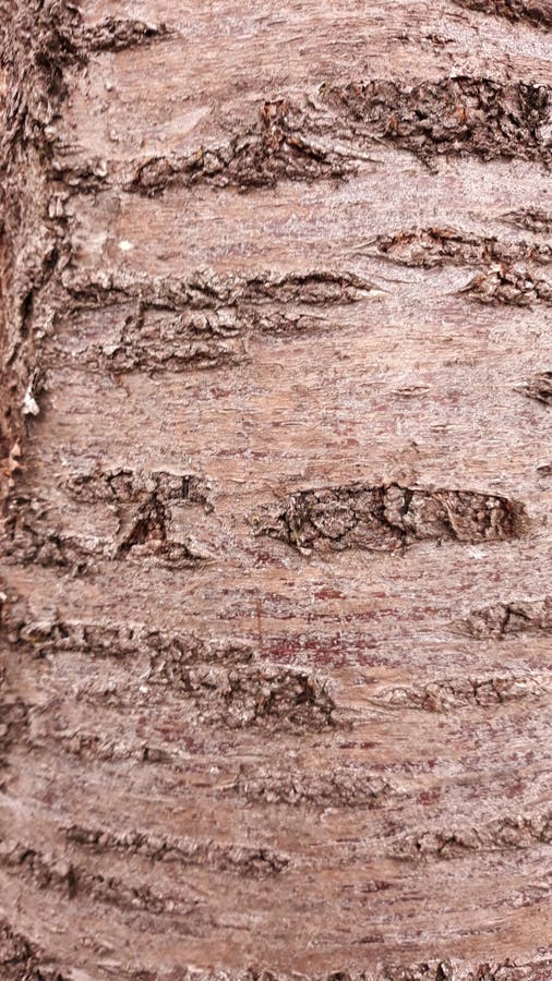 Picture of cherry and lips stock photo. Image of nutrition - 2678208