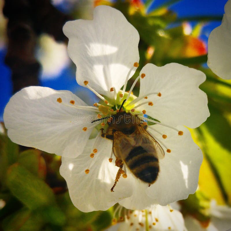 Cherry and bee stock photo. Image of macro, garden, nature - 116325364