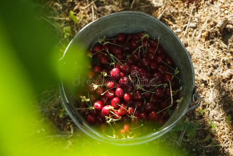 Cherry Berries in a Bucket in Garden. Cherry Picking Stock Photo ...